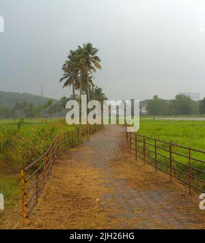 A walkway with coconut trees along the riverside Stock Photo - Alamy