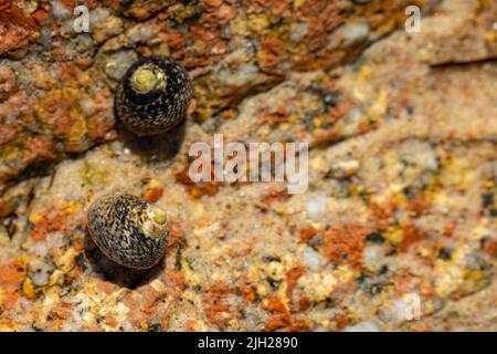Lined Top Shell (Phorcus lineatus Stock Photo - Alamy