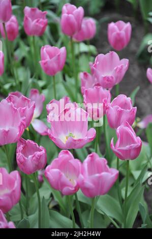 Triumph tulips (Tulipa) Pink Twist bloom in a garden in April Stock ...