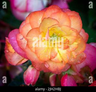 Floribunda Roses Calgary Zoo Alberta Stock Photo - Alamy
