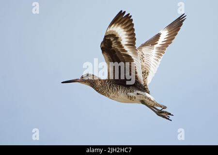 Eastern willet flight Stock Photo - Alamy