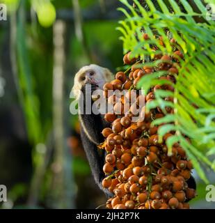 White-faced Capuchin biting fruit in costa rica Stock Photo - Alamy