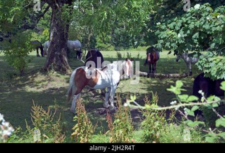 Cardiff Riding School, ponies enjoy the shade from the hot sun ...