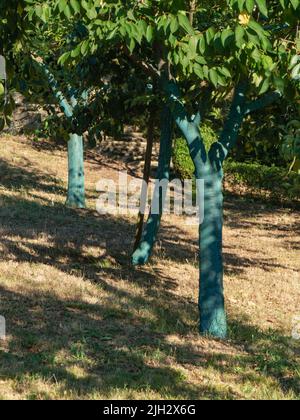 fruit tree garden in piacenza, italy Stock Photo - Alamy