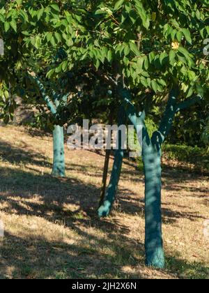 fruit tree garden in piacenza, italy Stock Photo - Alamy