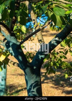 fruit tree garden in piacenza, italy Stock Photo - Alamy