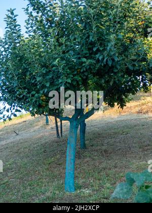 fruit tree garden in piacenza, italy Stock Photo - Alamy