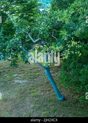 fruit tree garden in piacenza, italy Stock Photo - Alamy
