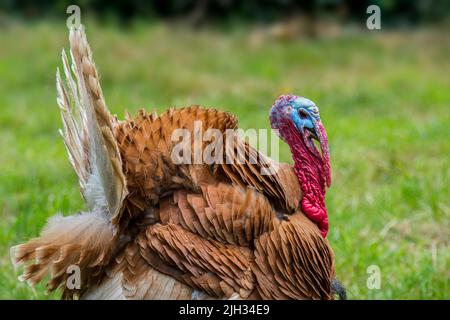 ARDENNES RED TURKEY, A FRENCH BREED, MALE SPREADING TAIL FEATHERS IN ...