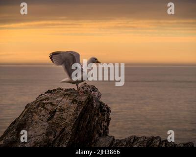 Gentle sunset with gull on rocks looking at sunset and clouds. North ...