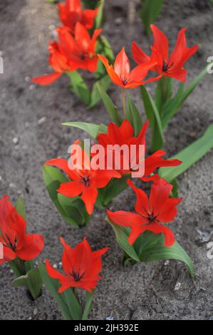Red Miscellaneous tulips (Tulipa praestans) bloom in a garden in March ...