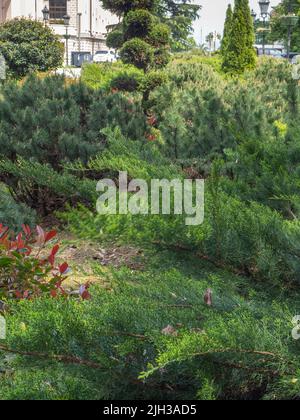 Beautiful parkland in the city. Lovely plants in the park. Trees around ...