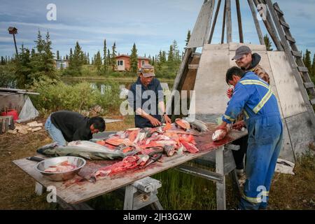 Filleting Lake Trout fish from Great Bear Lake, near the Indigenous ...
