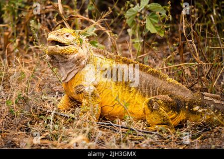 Galapagos land iguana are large lizards with a spiky dorsal crest Stock ...