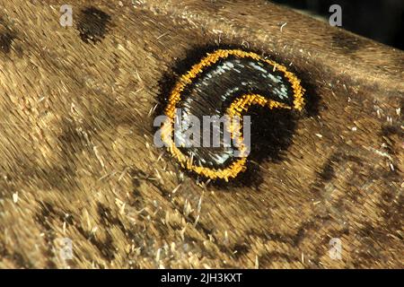 Macro image of Wattle moth wing scale pattern Stock Photo - Alamy