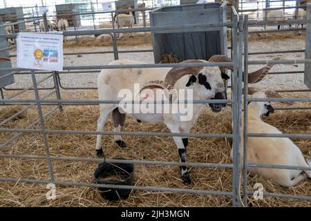 Algarve Churro is a domesticated breed of sheep in Portugal. Although ...
