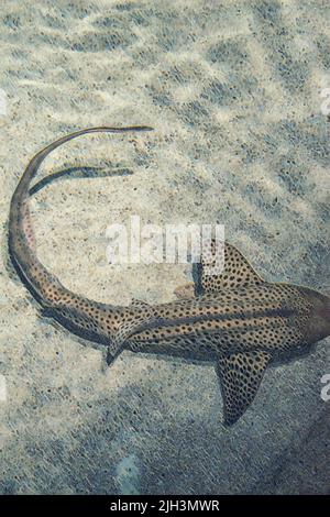 Zebra Shark (Stegostoma Fasciatum) swimming in clear water with a sandy ...