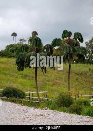 Cecropia Trees in tropical forest Stock Photo - Alamy