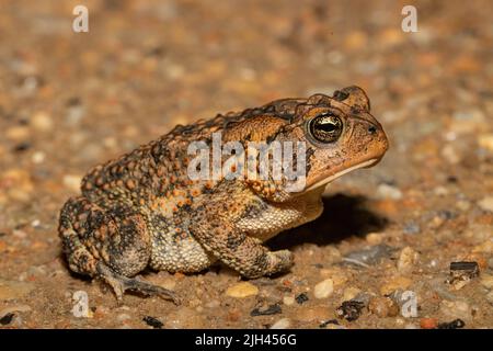 Southern toad crossing a sand road - Anaxyrus terrestris Stock Photo ...