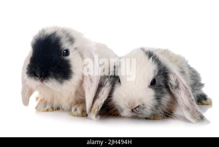 mini lops in front of white background Stock Photo - Alamy