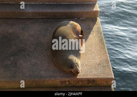 A seal believed to be the one known as 'Benny' on teh northern VIP ...