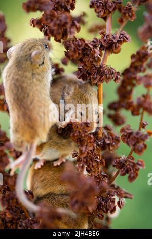 Eurasian Harvest Mouse (Micromys minutus) climbing plants, UK Stock ...