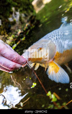 Orange Koi fish being swimming in the pond Stock Photo - Alamy