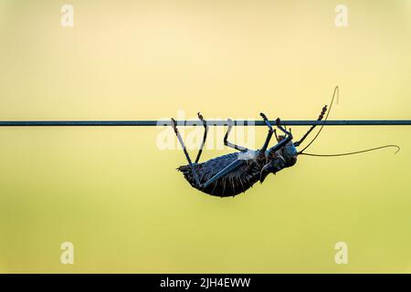 A armoured katydid (Acanthoplus discoidalis) hanging on a wire from a ...