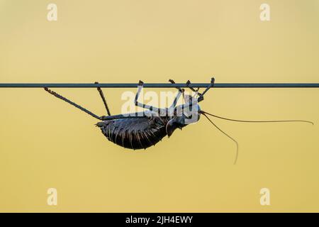 An Armored Katydid, Acanthoplus discoidalis, in an aggressive pose on ...
