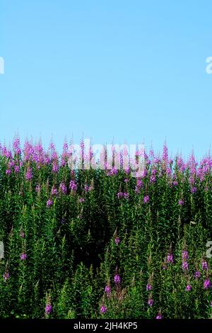 Rosebay Willowherb flowers and a blue sky, UK Stock Photo - Alamy