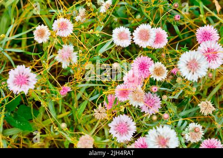 field dodder (Cuscuta campestris), on corn flower, Centarea cyanus ...