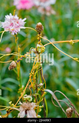 field dodder (Cuscuta campestris), on corn flower, Centarea cyanus ...