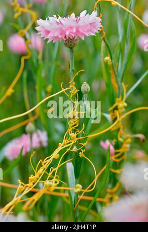 field dodder (Cuscuta campestris), on corn flower, Centarea cyanus ...