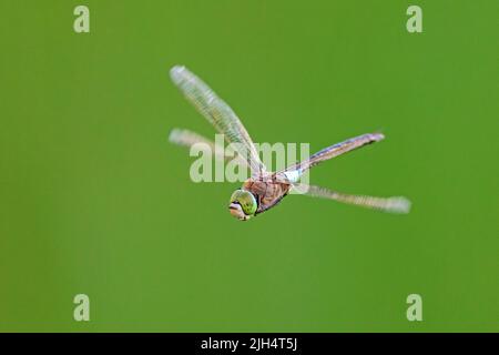 Lesser Emperor Dragonfly male in flight - Anax parthenope Stock Photo ...