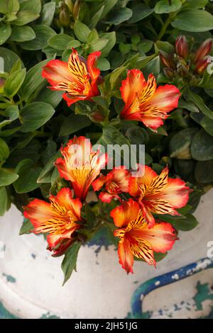 Alstroemeria Inticancha Bryce. Peruvian Lily, Lily of the Incas Stock ...
