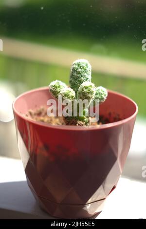 Small house cactus in pot Stock Photo - Alamy
