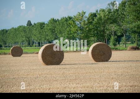 Haystacks on the field waiting to be loaded onto the tractor Stock ...