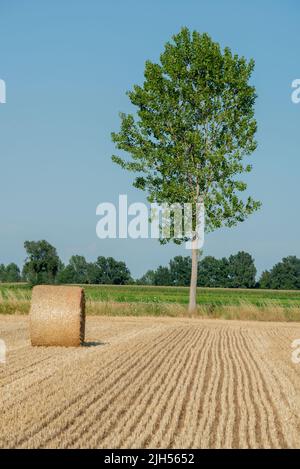 Haystacks on the field waiting to be loaded onto the tractor Stock ...