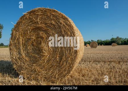 Haystacks on the field waiting to be loaded onto the tractor Stock ...