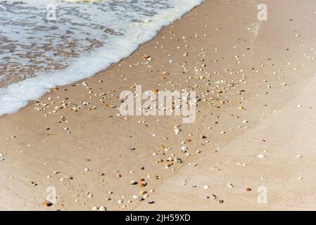 Shells spread on a seashore. Summer beach background. Coast of the sea ...