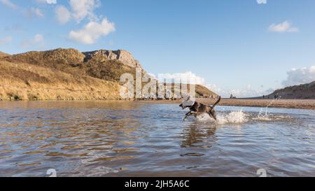 Black dog running through lagoon, Broad Haven south beach ...