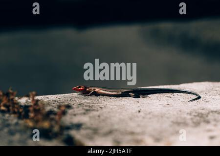 Lizard sitting on a large stone and basking in the sun, New Jersey ...