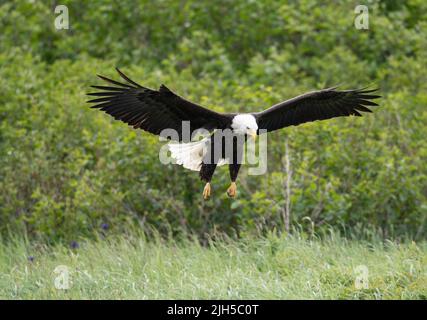 Bald eagle in flight in McNeil River State Game Sanctuary and Refuge in ...