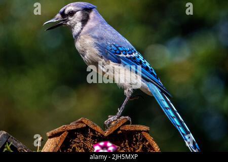 A Bluejay perches on the roof of a bird house Stock Photo - Alamy