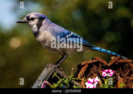 A Bluejay perches on the roof of a bird house Stock Photo - Alamy