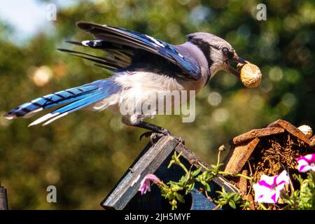 A Bluejay perches on the roof of a bird house Stock Photo - Alamy