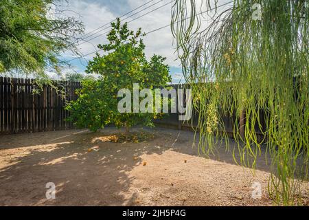 Low maintenance backyard in Tucson Arizona with lemon tree Stock Photo ...