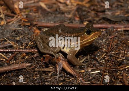 Carpenter frog from coastal North Carolina - Lithobates virgatipes ...