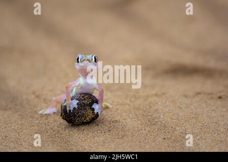 A Namib sand gecko, or gecko palmato, small colorful lizard in the ...