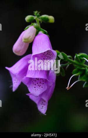 Beautifull flowers of sikkim, flowering plants in Sikkim, tourist ...